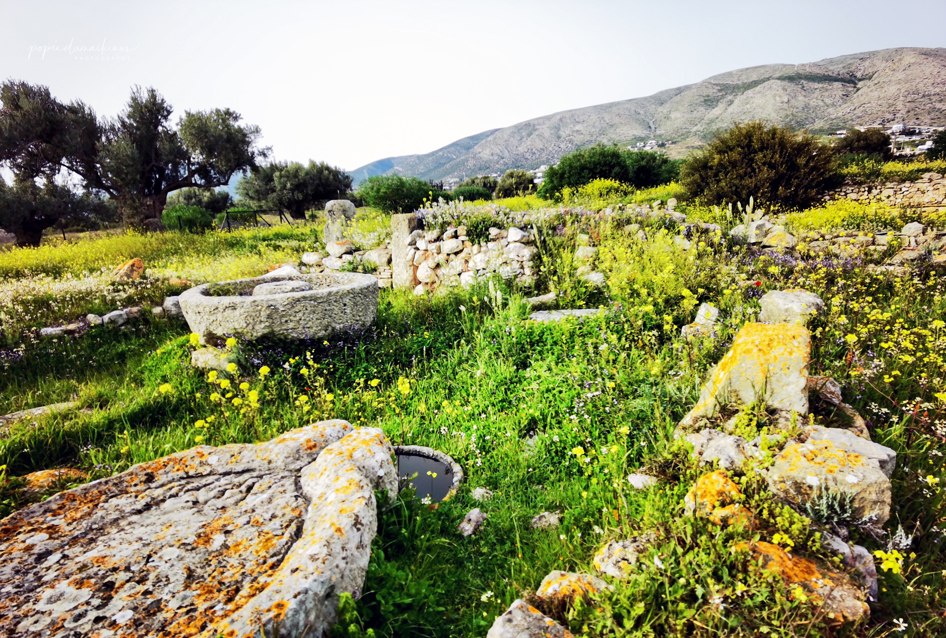 ΕΛΑΙΟΤΡΙΒΕΙΟ ΣΤΗΝ ΦΕΡΙΖΑ | ΟΜΑΔΑ ΒΙ.Δ.Α